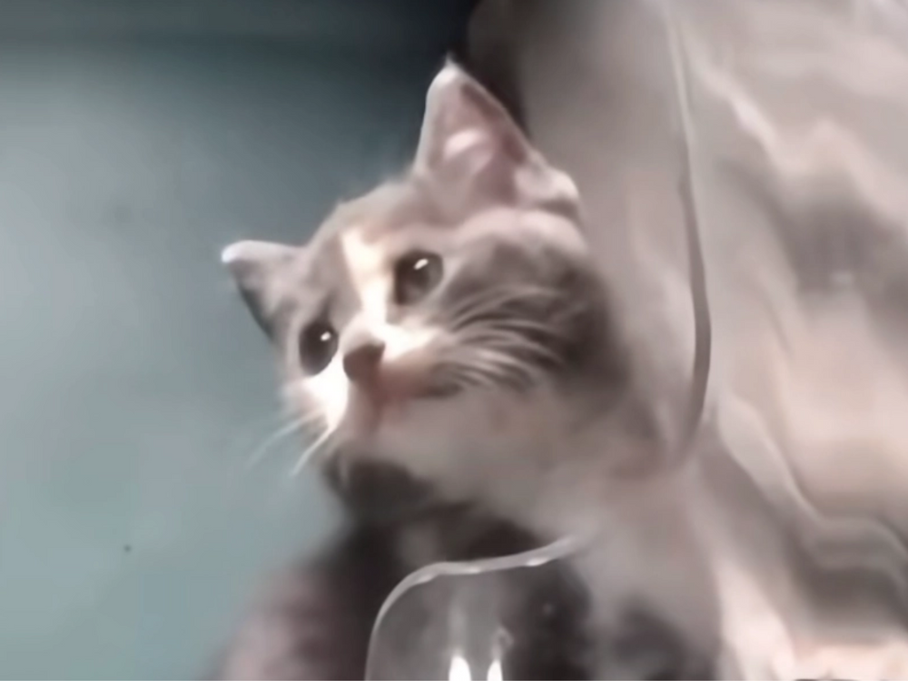 Purrrr Feeder